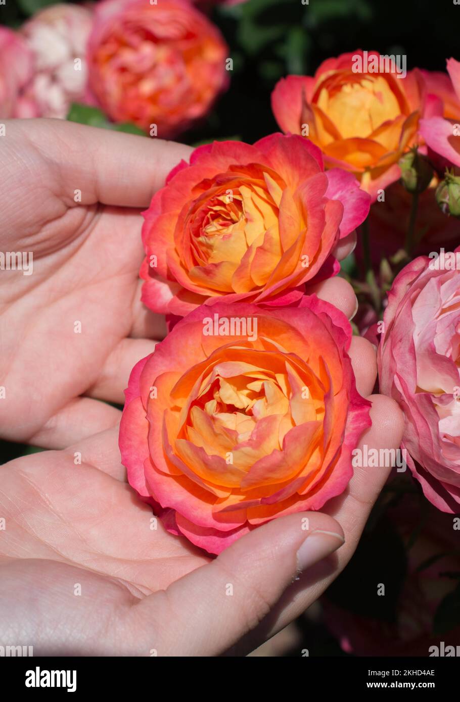 Beautiful fresh roses in hand Stock Photo - Alamy