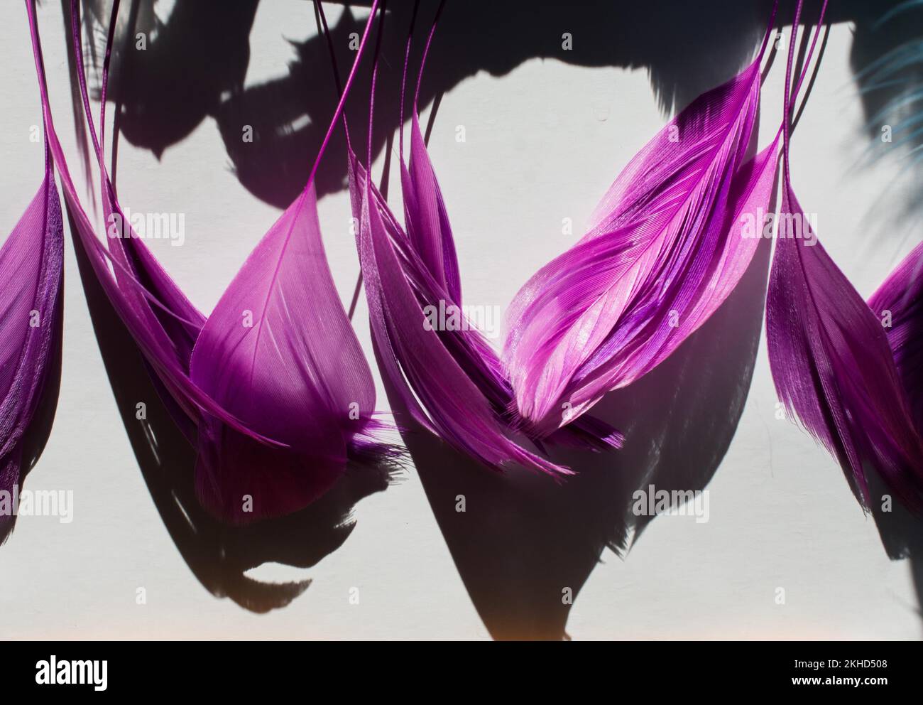 Collection of colored decorative feathers placed on white background ...