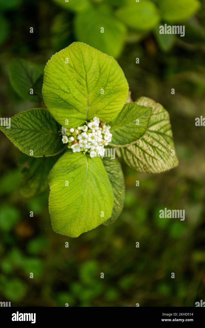 Green leaves of the spring season Stock Photo - Alamy