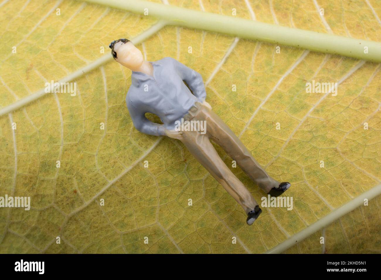 One little leaf hi-res stock photography and images - Alamy