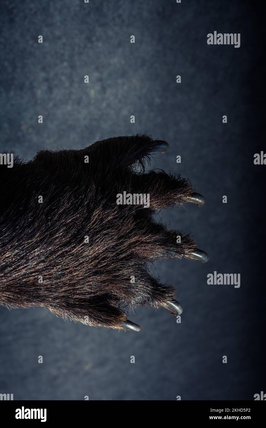 Black Bear Paw With sharp Claws in view Stock Photo - Alamy