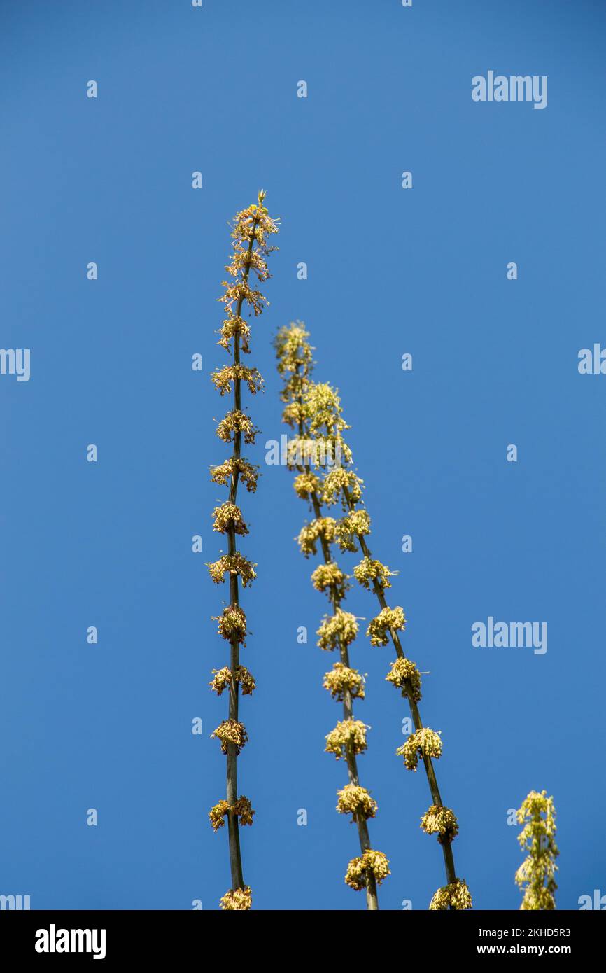 A unique photo of bright tender offshoot of a tree growing Stock Photo ...