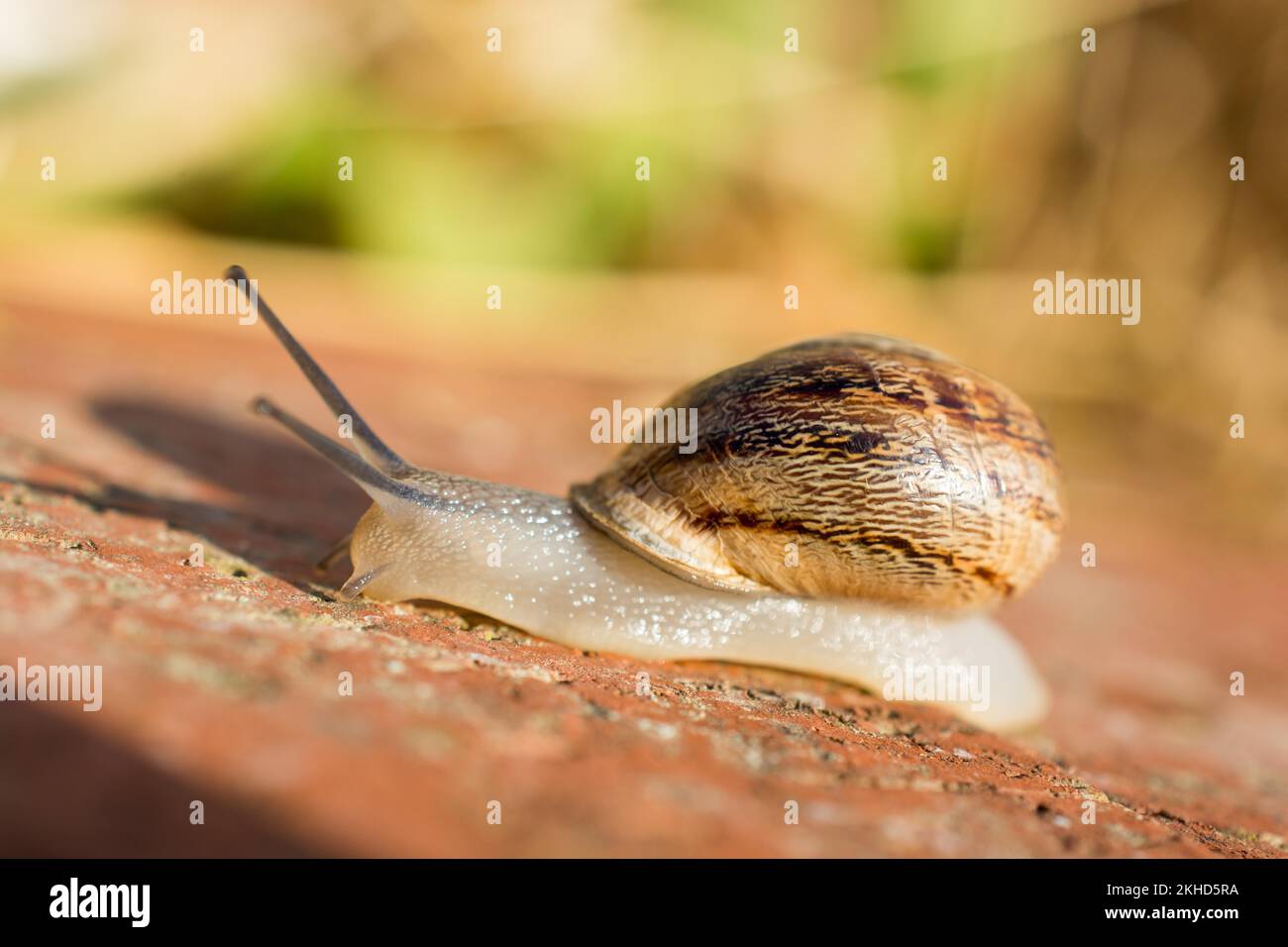 The snail slides up down the stony ground Stock Photo - Alamy