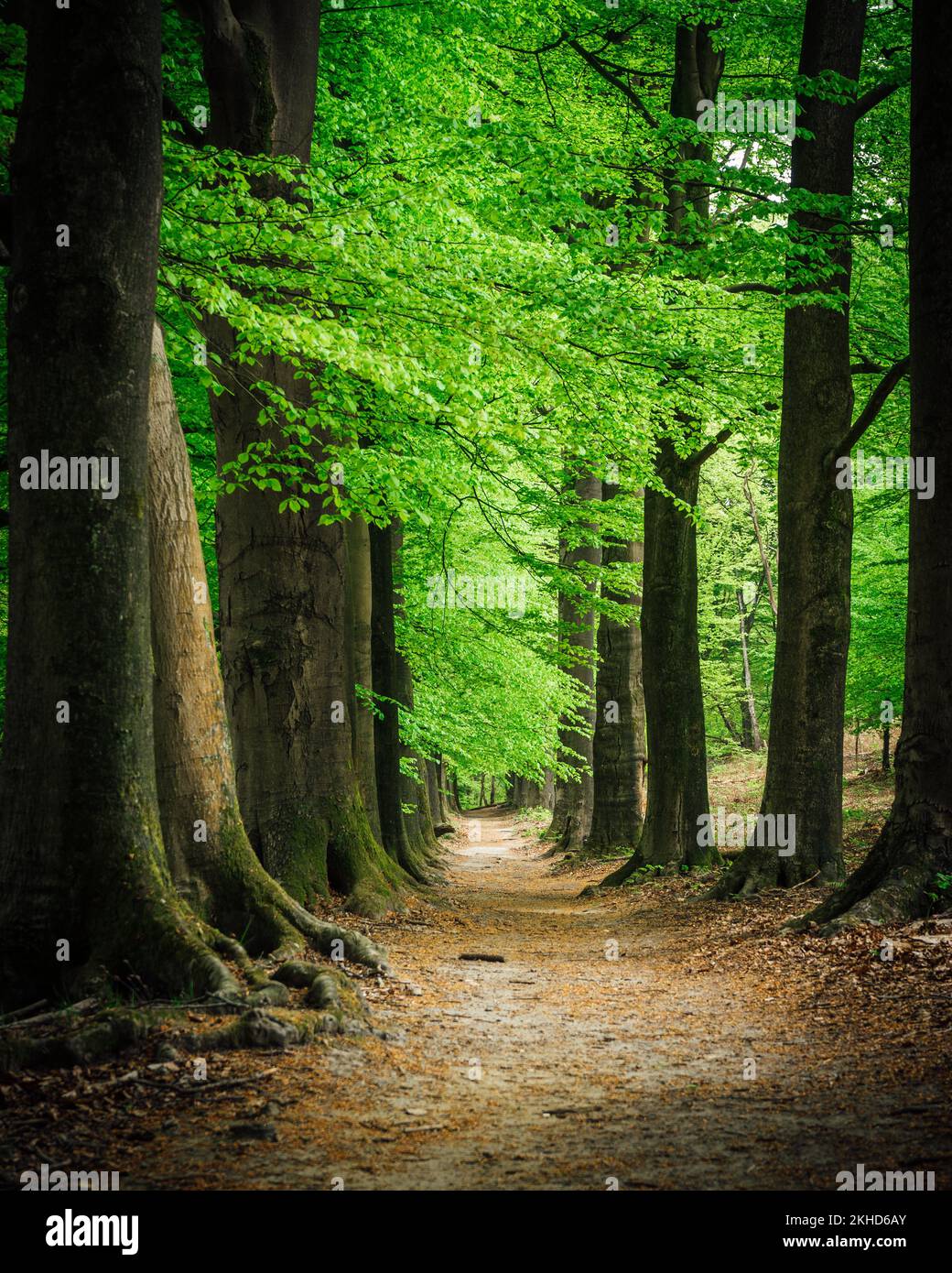 A forest road with tall trees on the side Stock Photo - Alamy