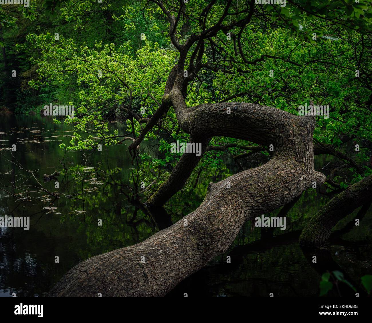 A curve tree growing in the swamp Stock Photo - Alamy