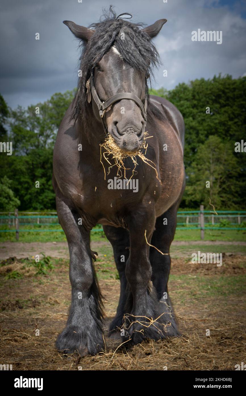 A brown Friesian horse standing on the field Stock Photo - Alamy