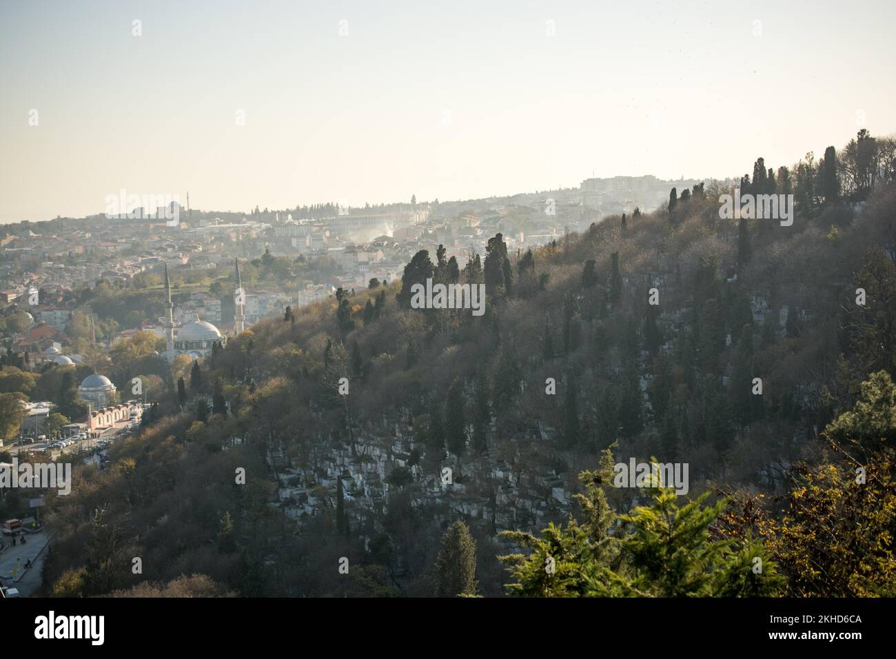Horn tree hi-res stock photography and images - Alamy