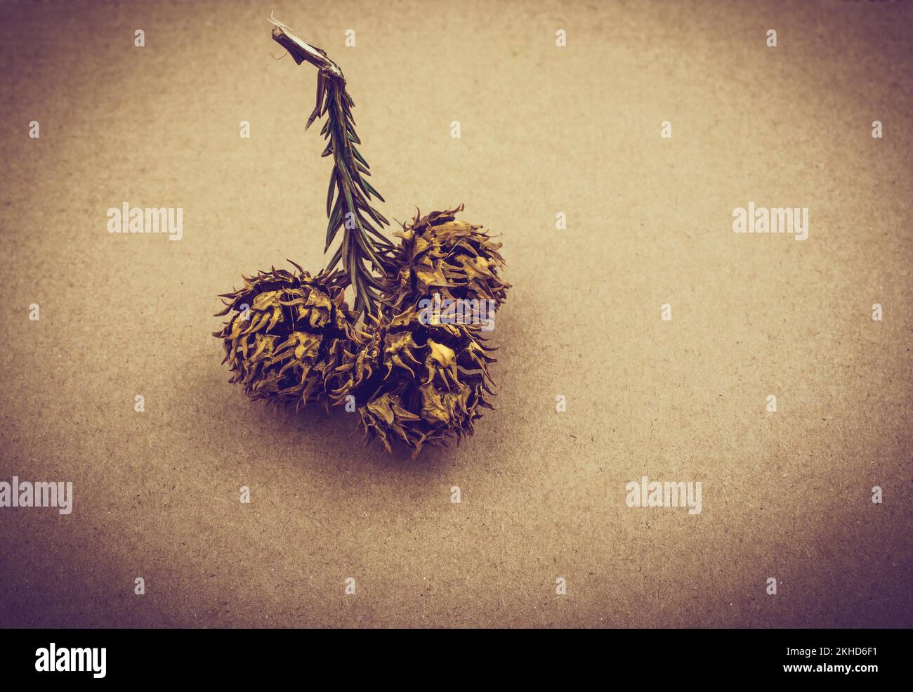 Pod, cone or capsule on a background Stock Photo - Alamy