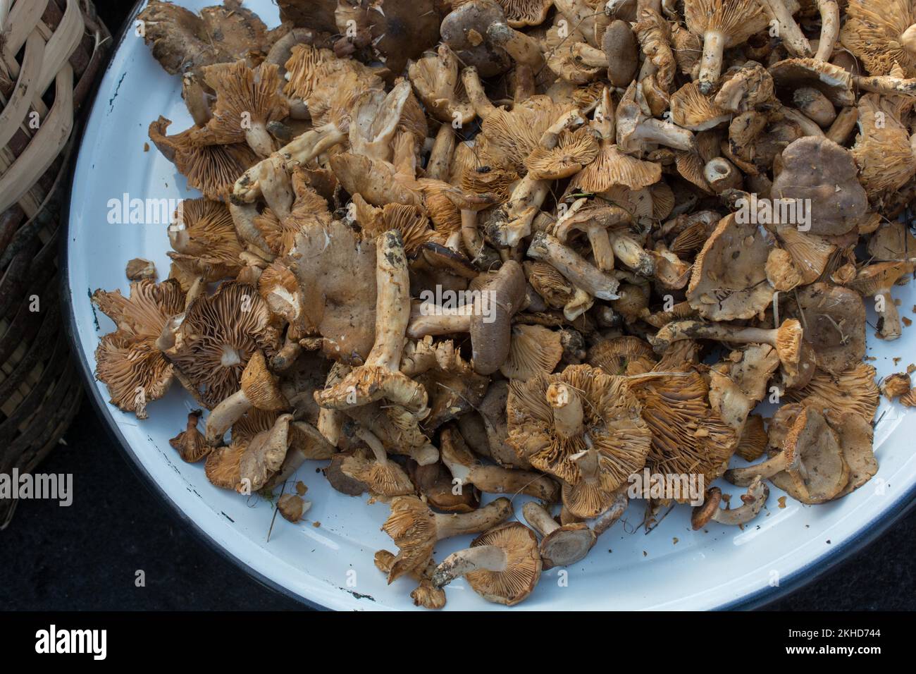 Mushrooms plant collected for eating in view Stock Photo - Alamy