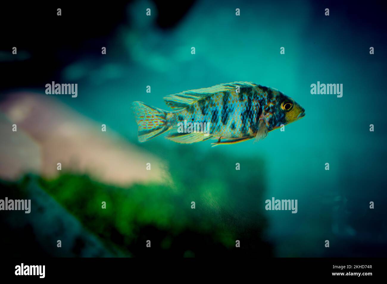 Beautiful colorful fish swims in the aquarium environment Stock Photo ...