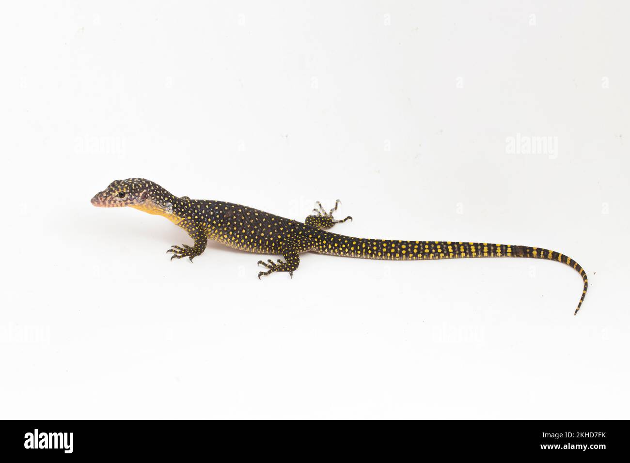 The mangrove monitor or Western Pacific monitor lizard (Varanus indicus ...