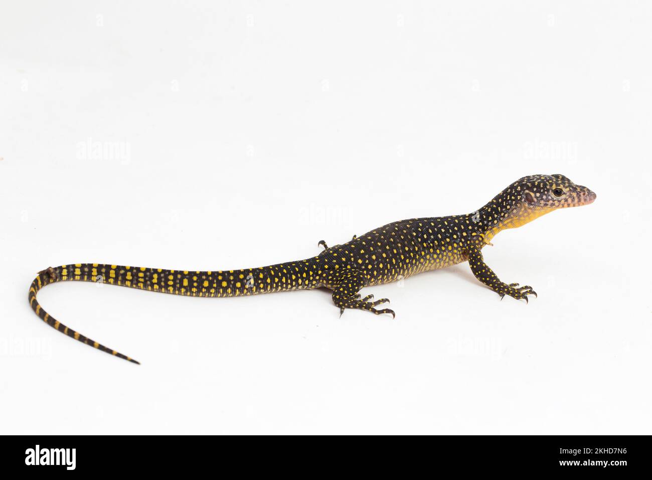 The mangrove monitor or Western Pacific monitor lizard (Varanus indicus ...