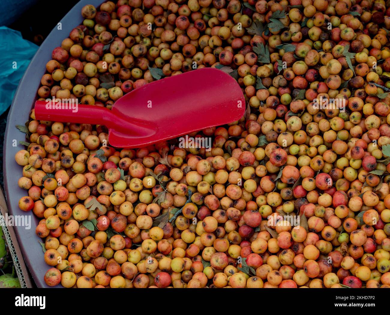 Azarole hawthorn crataegus azarolus hi-res stock photography and images ...