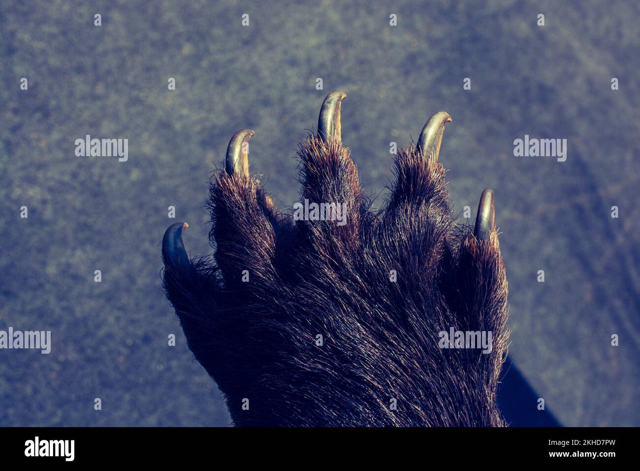 Black Bear Paw With sharp Claws in view Stock Photo - Alamy