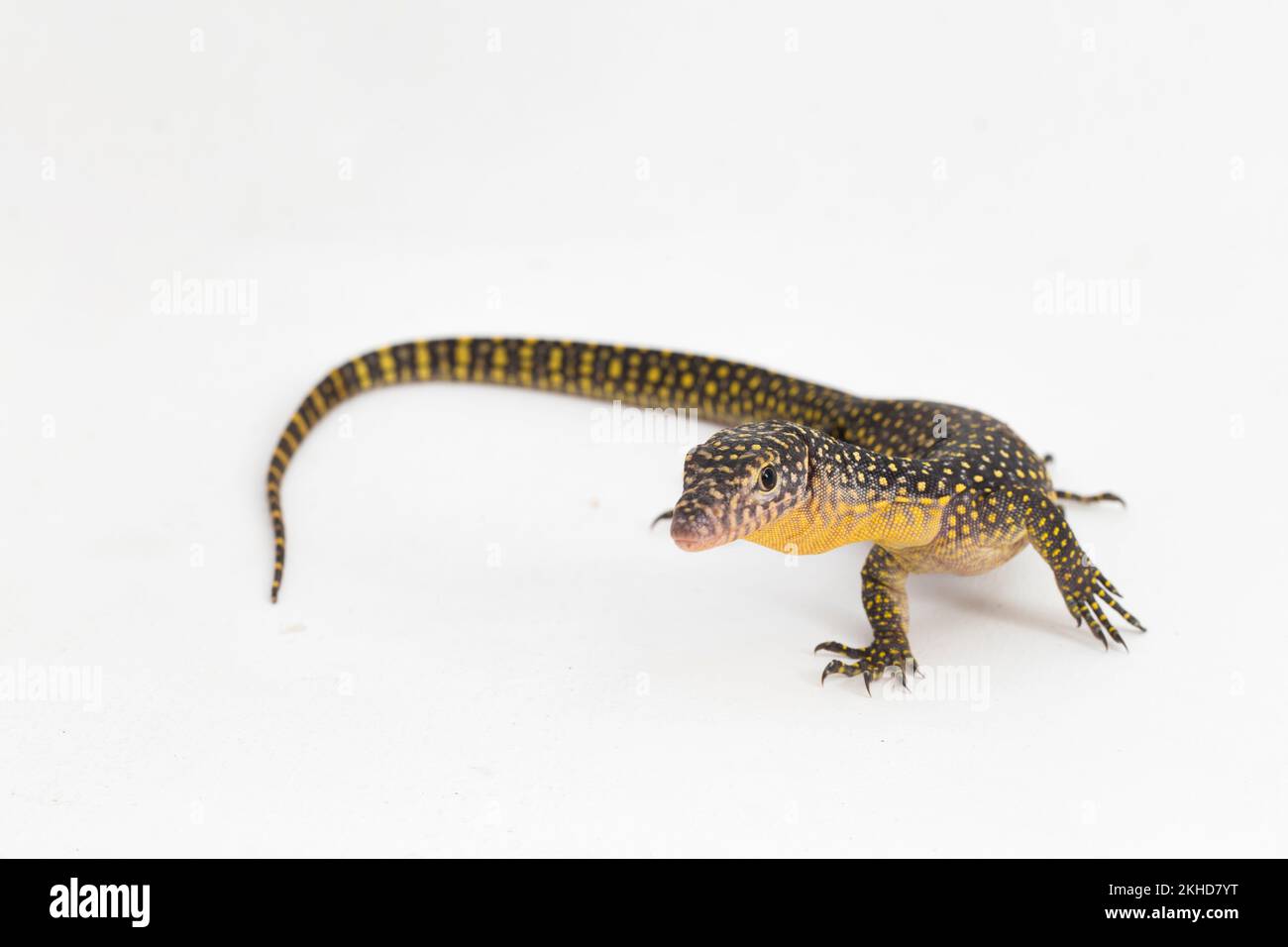 The mangrove monitor or Western Pacific monitor lizard (Varanus indicus ...