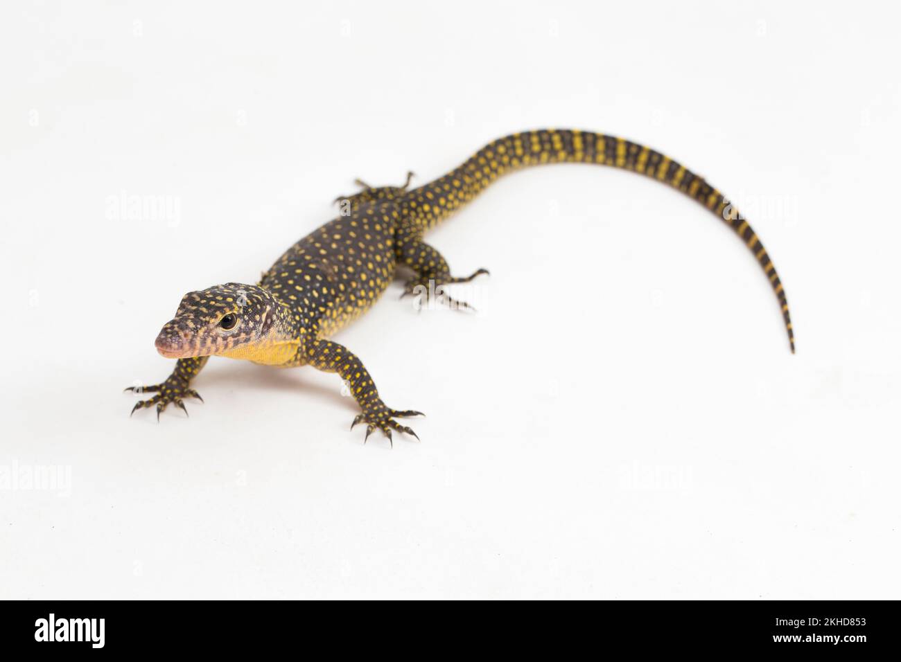 The mangrove monitor or Western Pacific monitor lizard (Varanus indicus ...