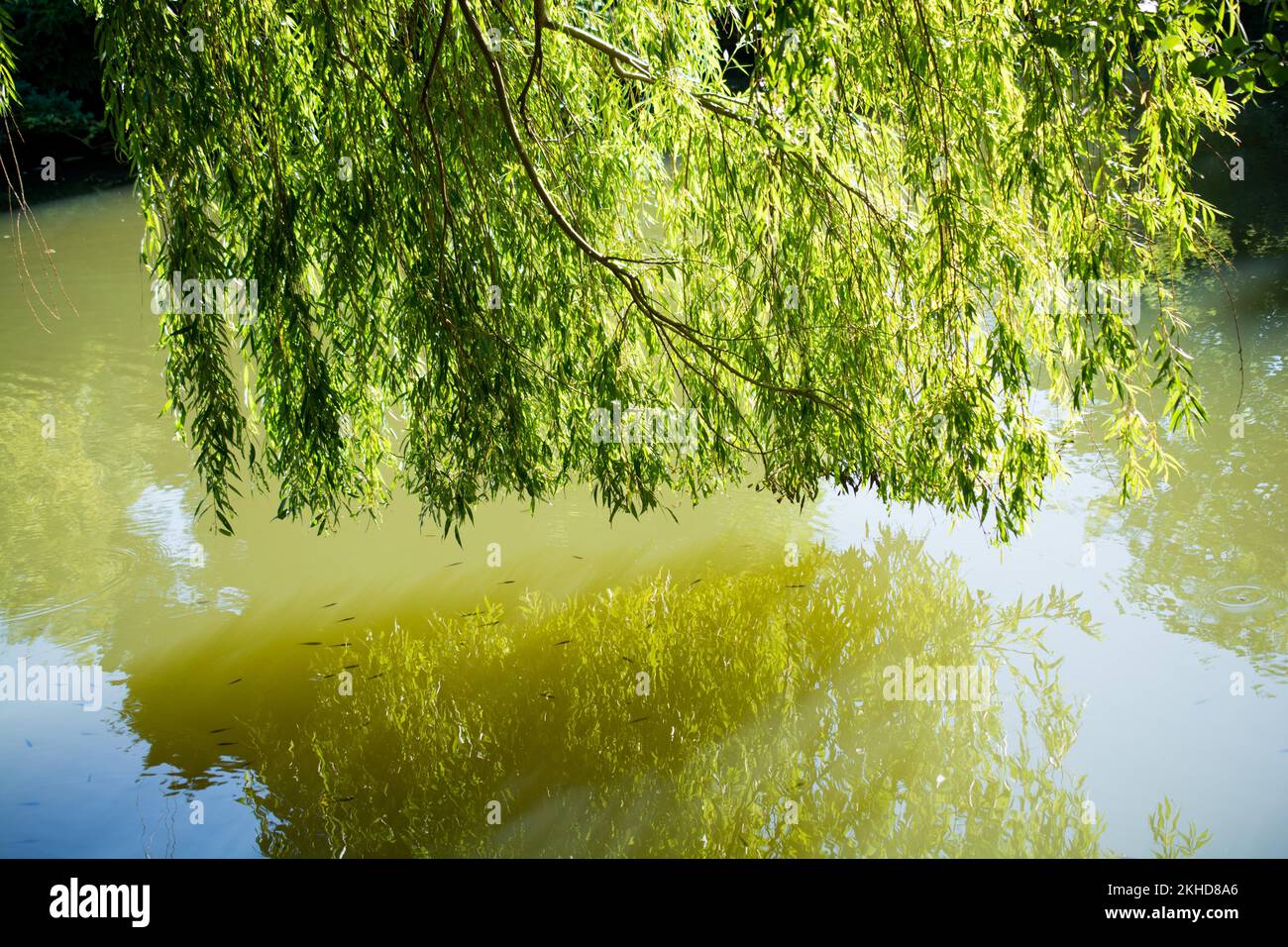 Background of green water texture in the pond Stock Photo - Alamy