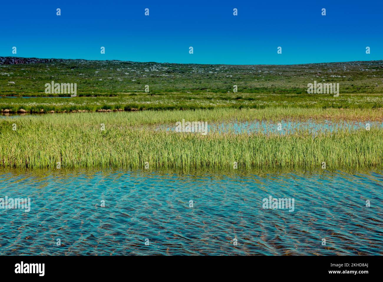 Western wild turkey hi-res stock photography and images - Alamy