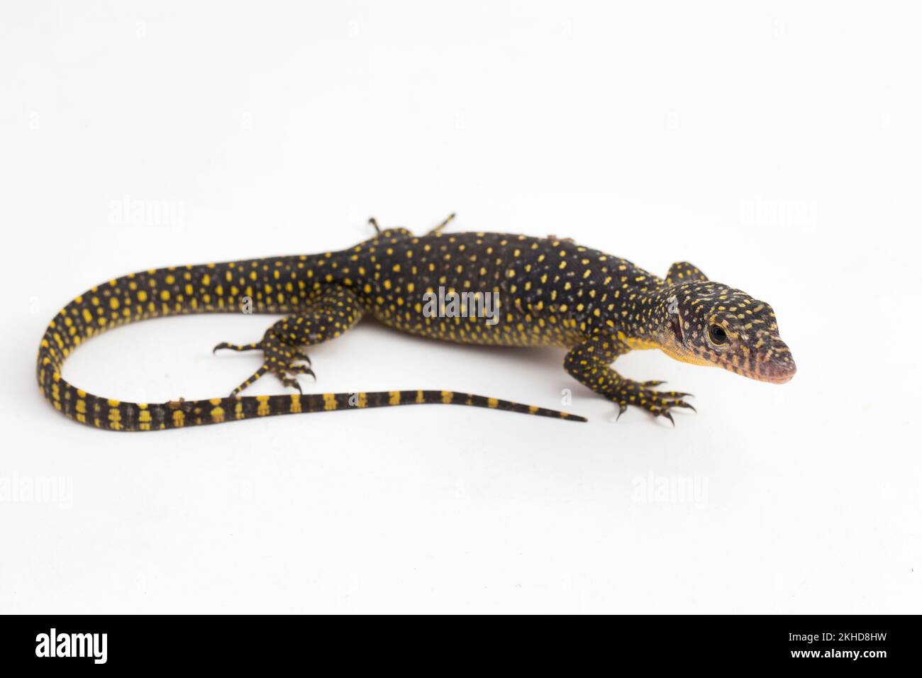 The mangrove monitor or Western Pacific monitor lizard (Varanus indicus ...