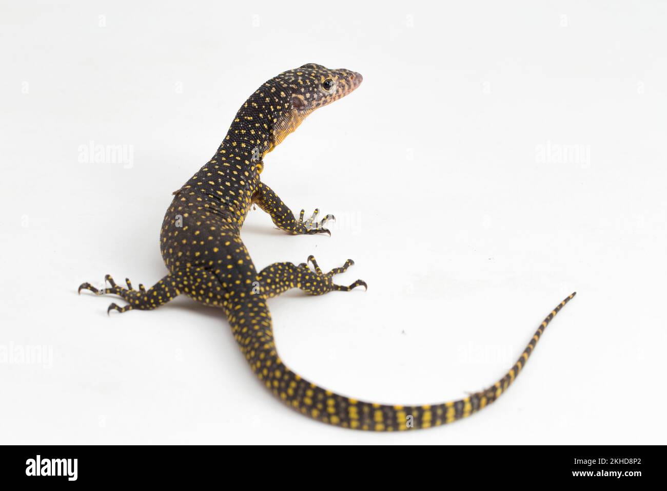 The mangrove monitor or Western Pacific monitor lizard (Varanus indicus ...