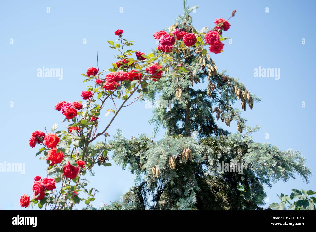 Beautiful fresh roses in nature hi-res stock photography and images - Alamy
