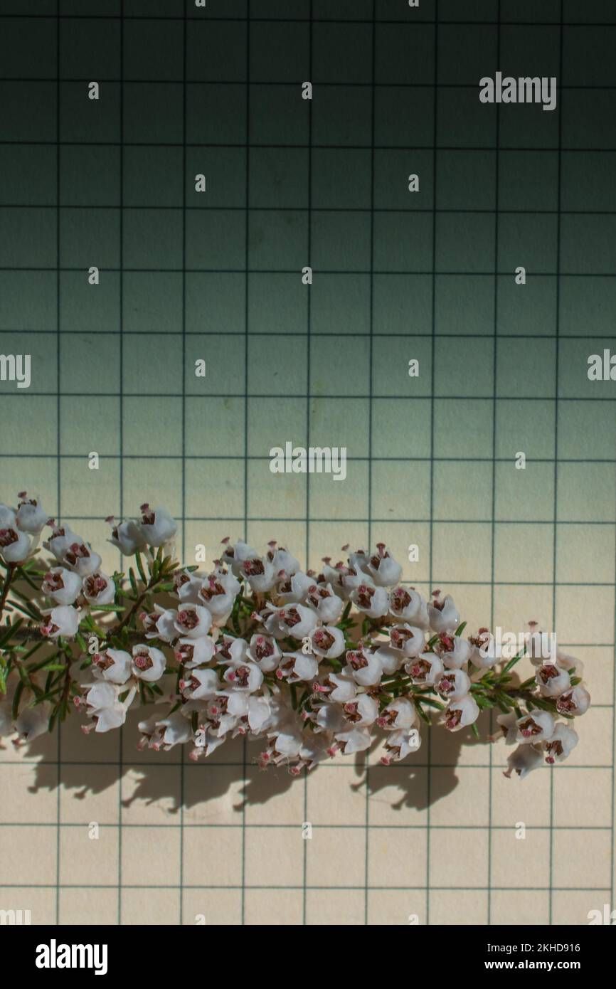 Colorful wild spring flowers in on a spiral a notebook Stock Photo - Alamy