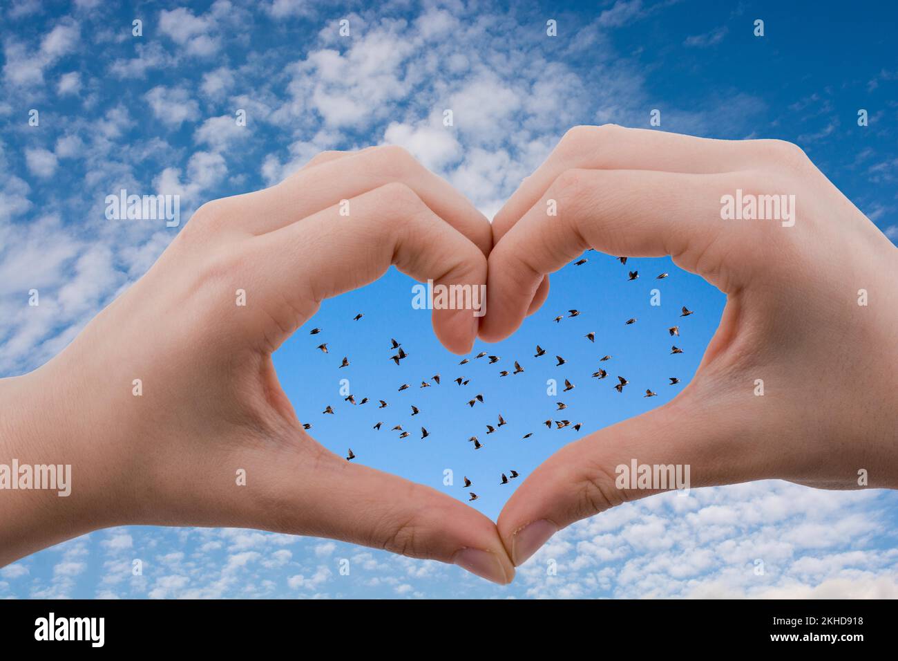 Flock of birds are seen behind a heart shaped hand Stock Photo - Alamy
