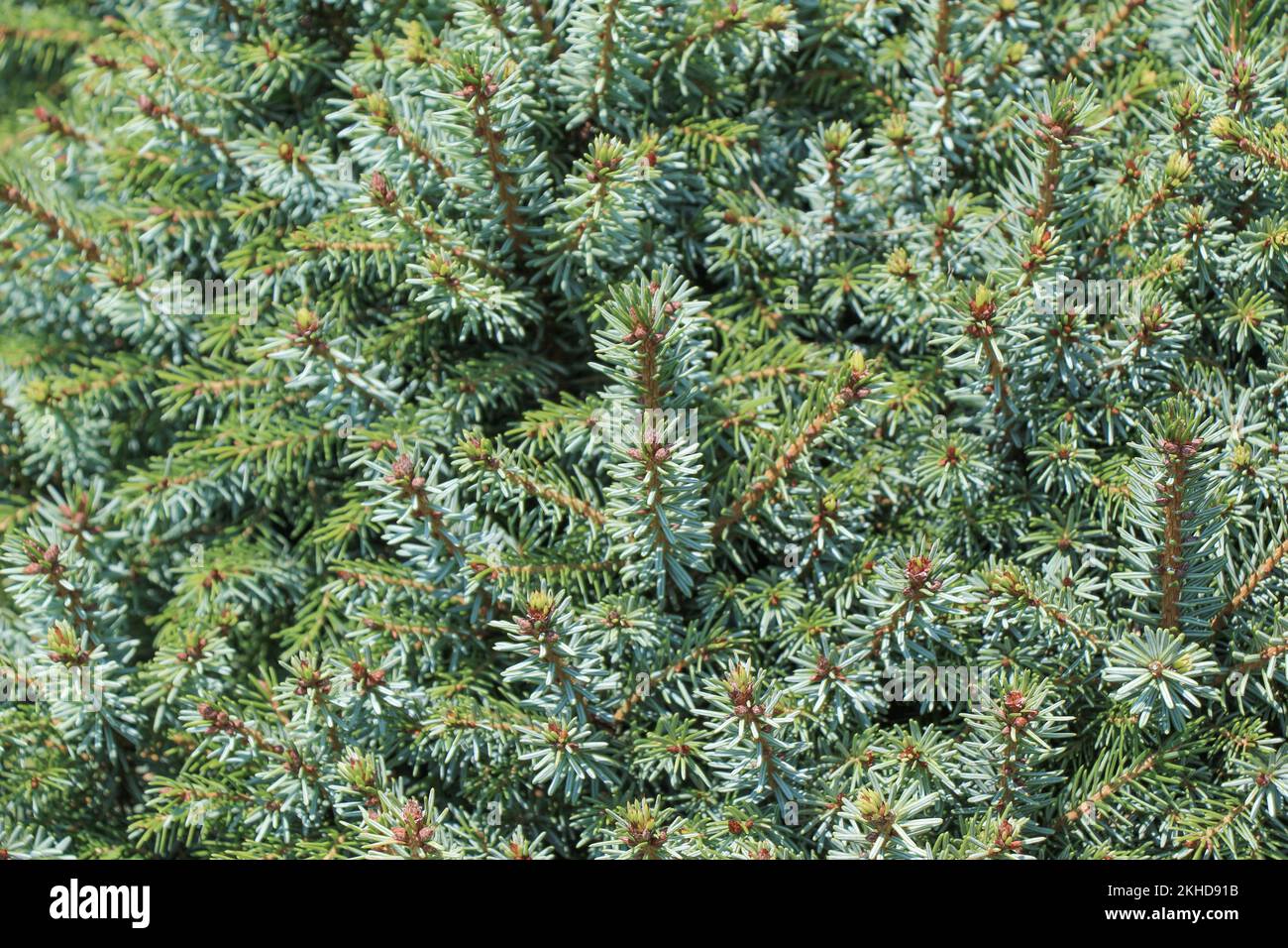 Green leaves of the spring season Stock Photo - Alamy