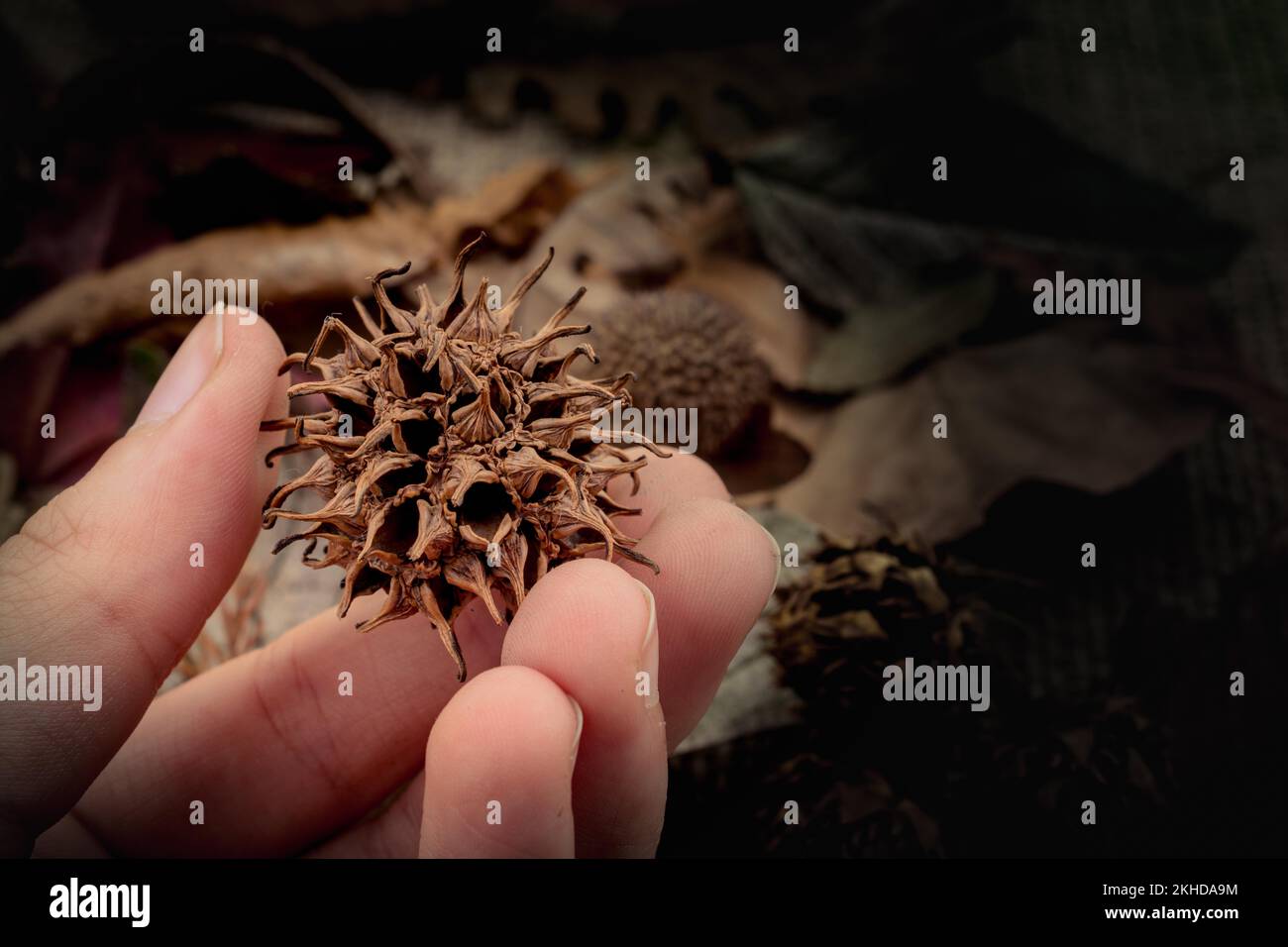 Hand holding pod or capsule in hand on canvas background Stock Photo ...