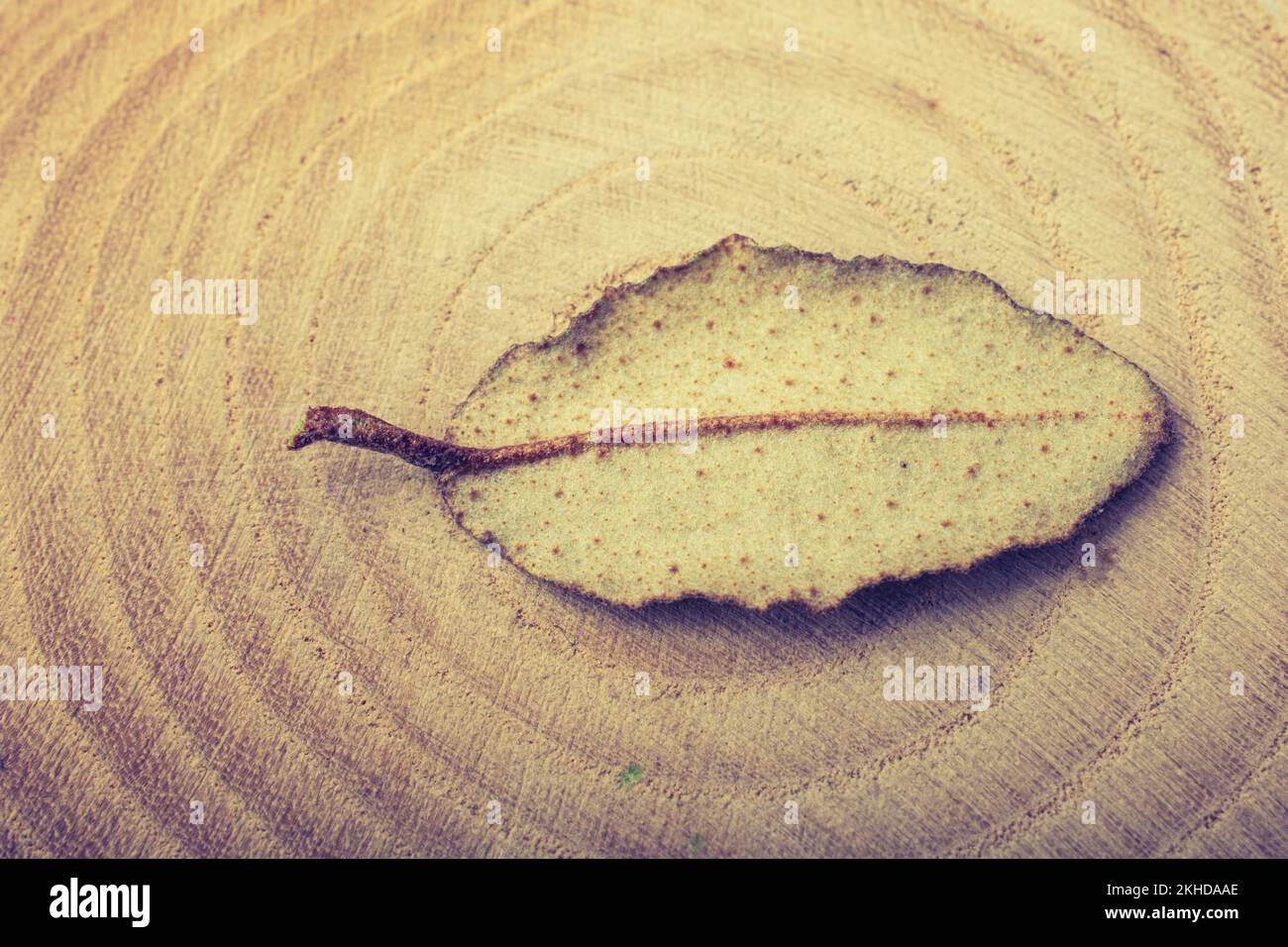 Dry green leaf on a a piece of wood on canvas Stock Photo - Alamy
