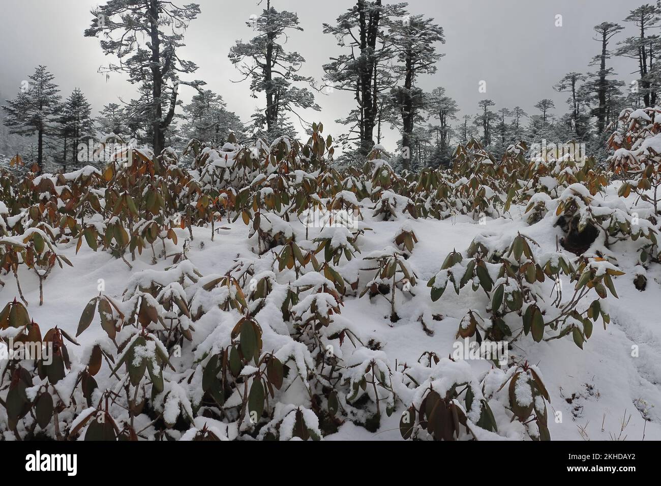 snow covered coniferous forest and alpine bushes in yumthang valley in ...