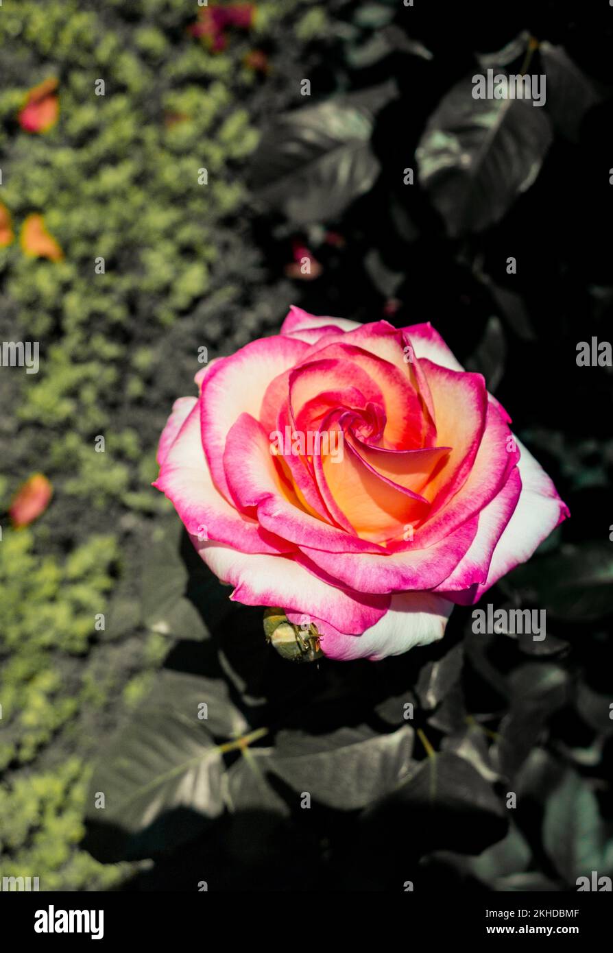 Close up beautiful rose in hi-res stock photography and images - Alamy