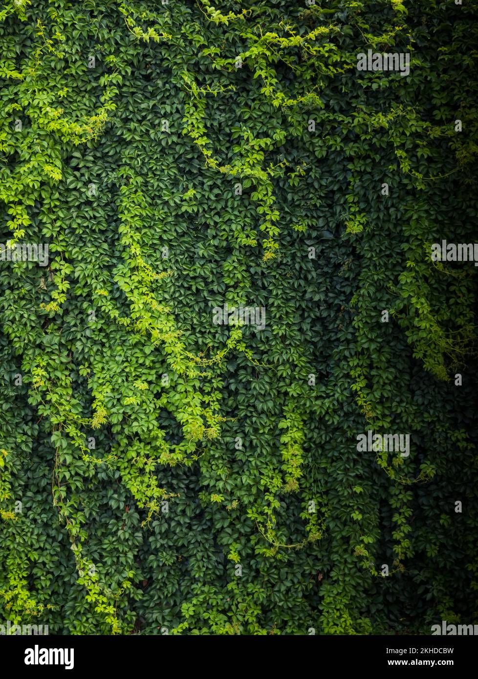 Green leaves as a nature background texture Stock Photo - Alamy