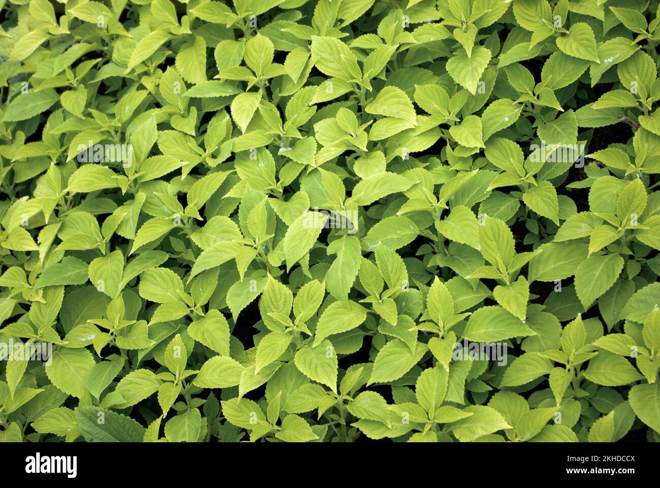 Green leaves of the spring season Stock Photo - Alamy