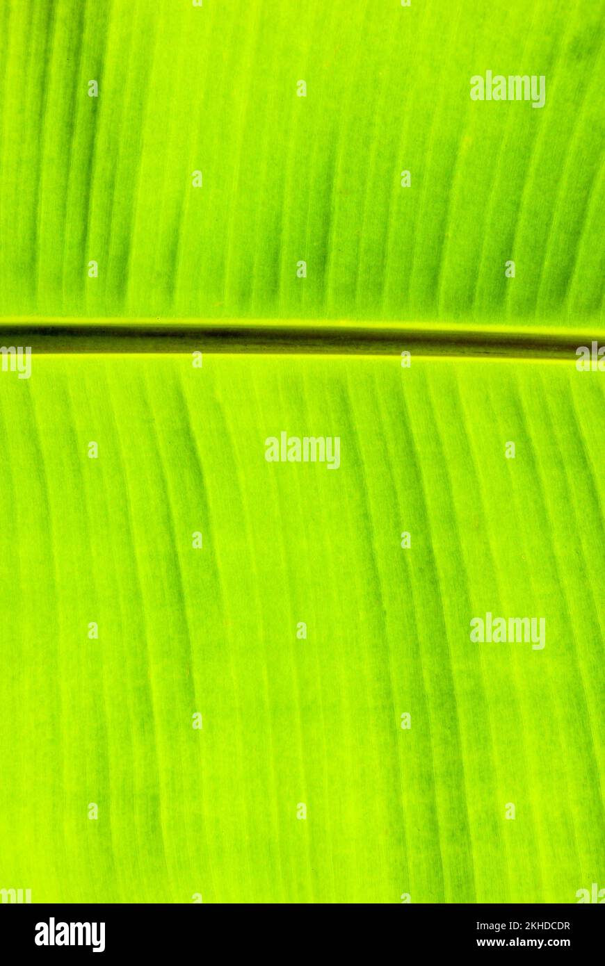 One separate green leaf of spring season Stock Photo - Alamy