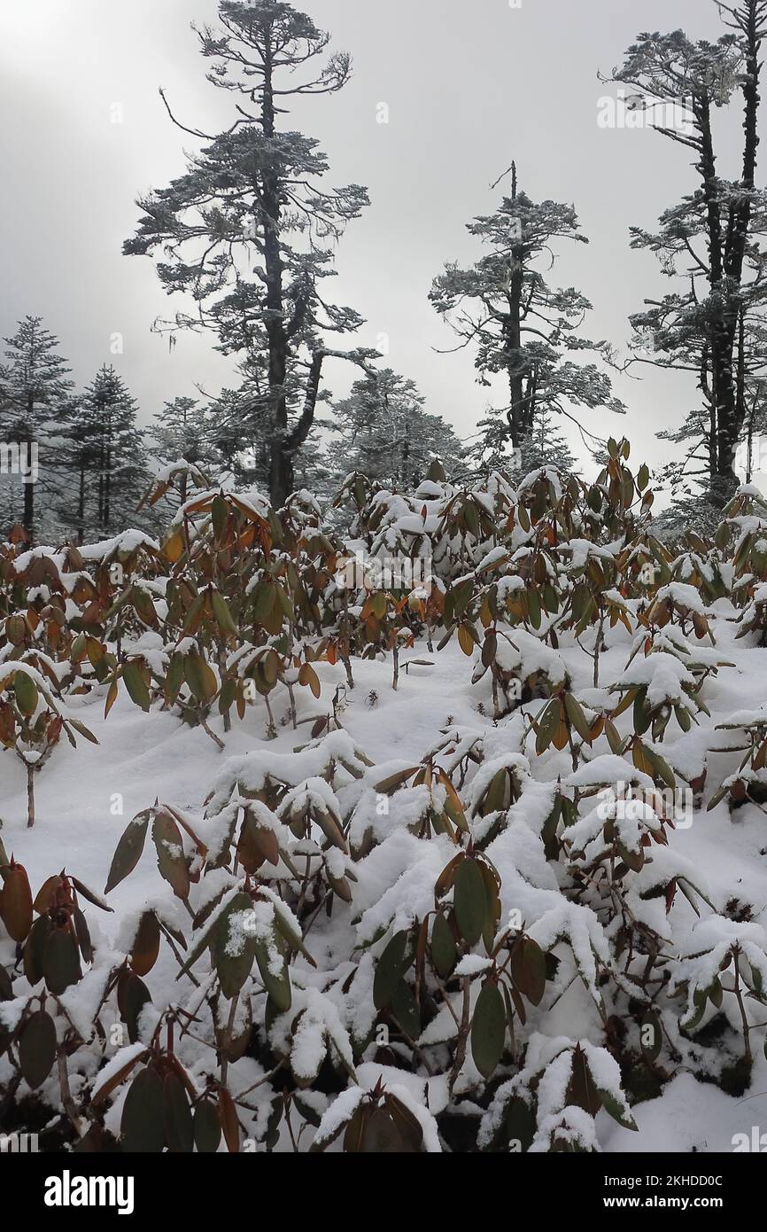 snow covered coniferous forest and alpine bushes in yumthang valley in ...