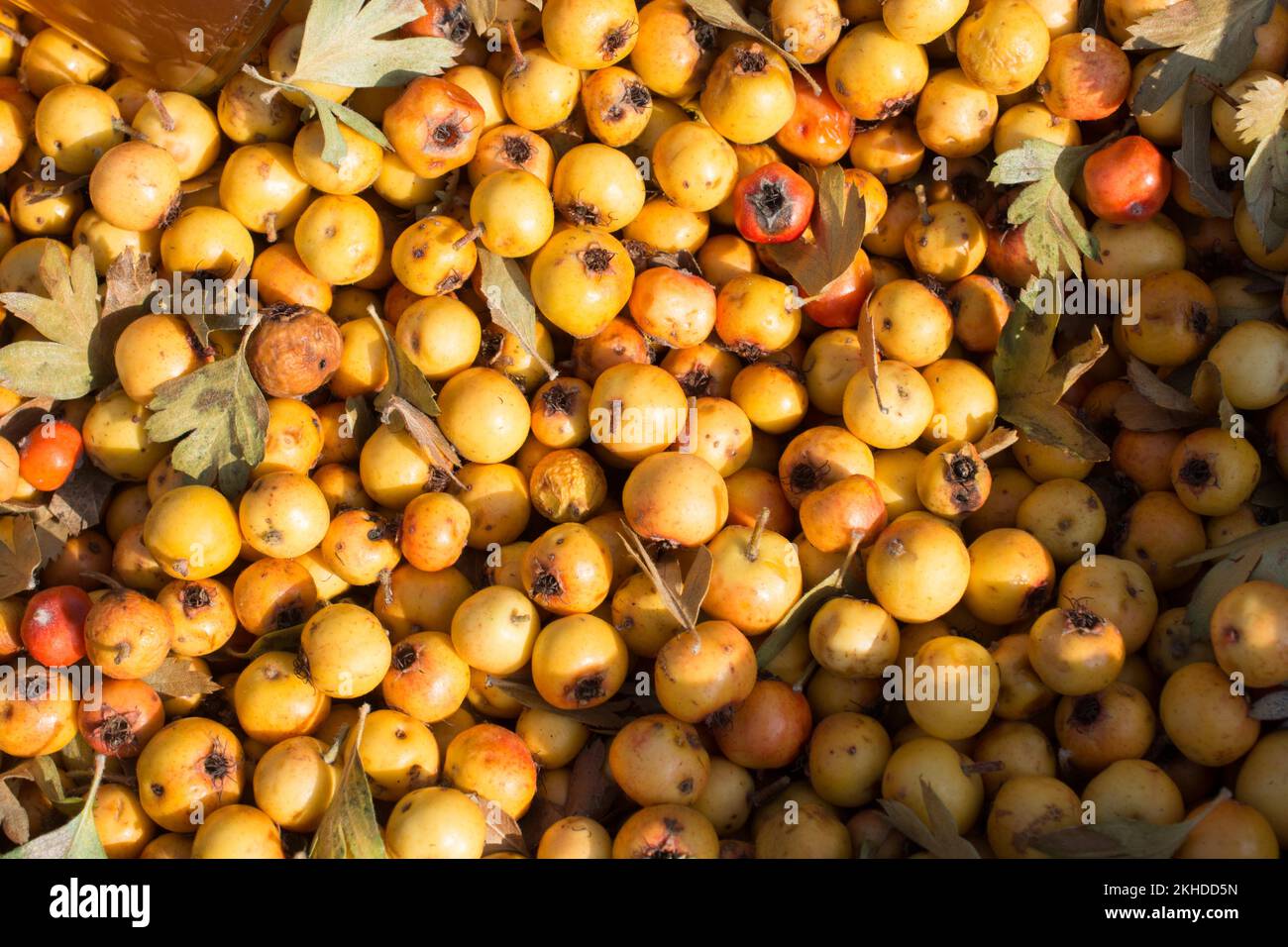 Thorn apple hi-res stock photography and images - Alamy