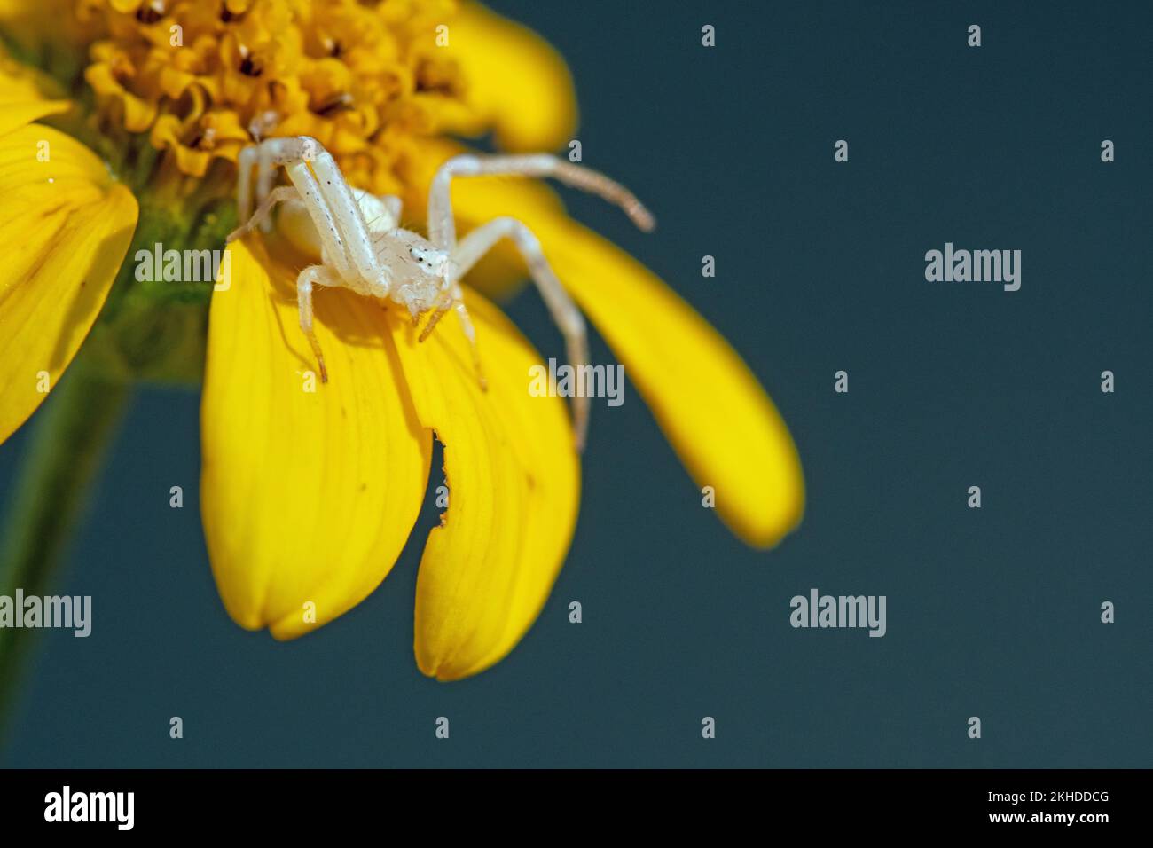 White crab spider on flower hi-res stock photography and images - Alamy