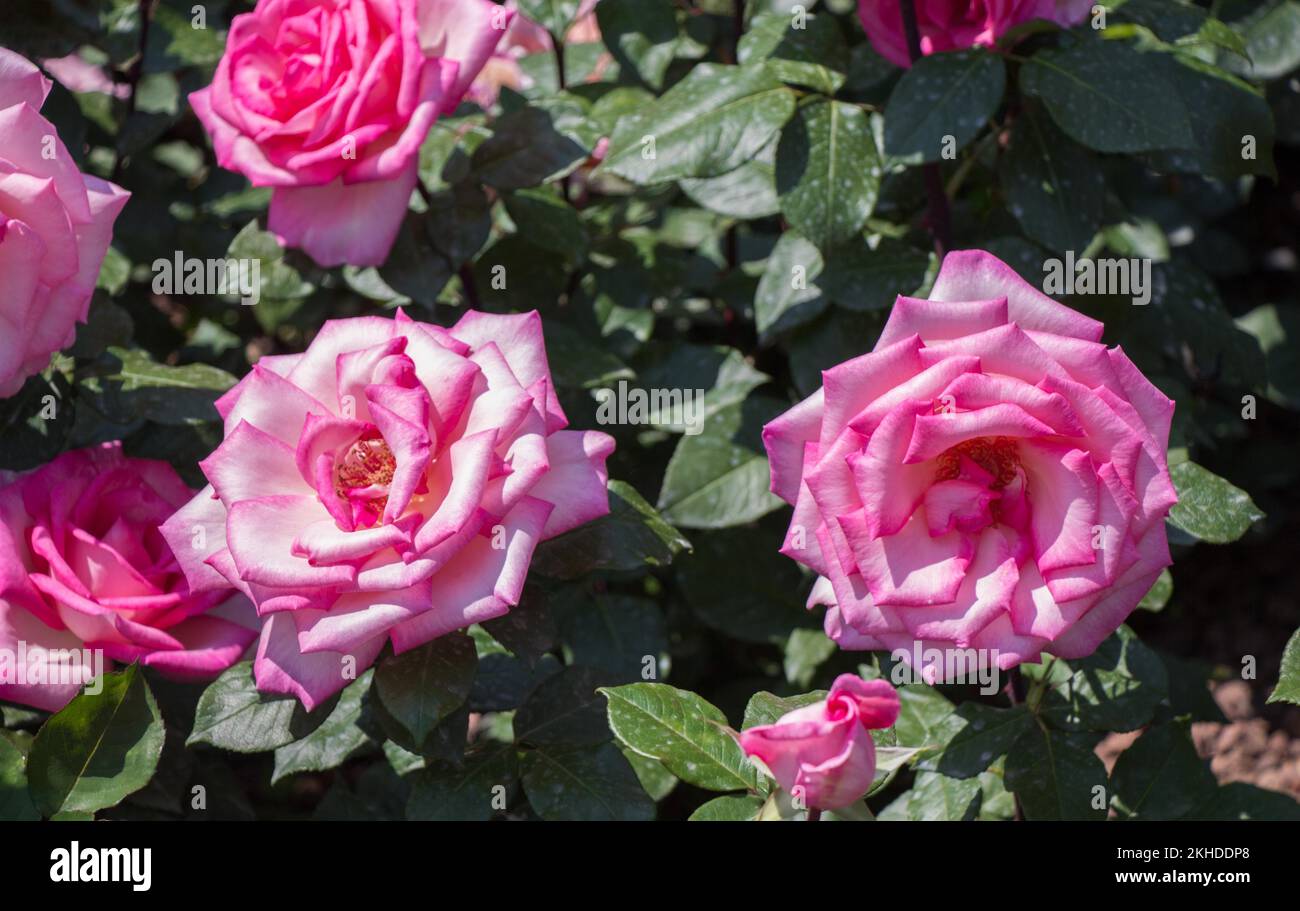 Blooming beautiful colorful roses in the garden background Stock Photo ...