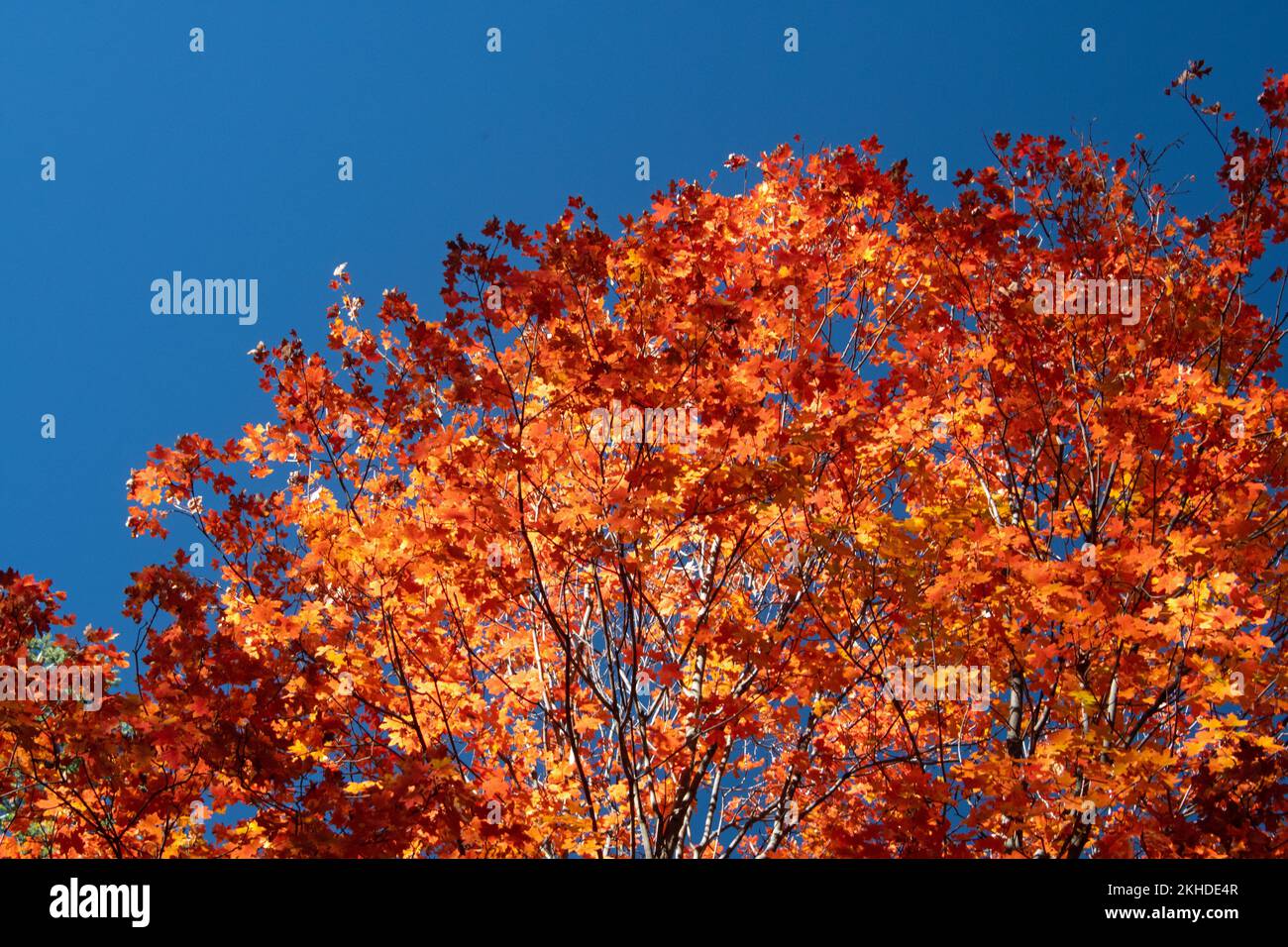 Bigtooth Maple (Acer grandidentatum Stock Photo - Alamy