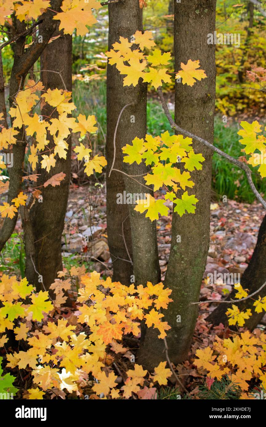 Bigtooth Maple (Acer grandidentatum Stock Photo - Alamy