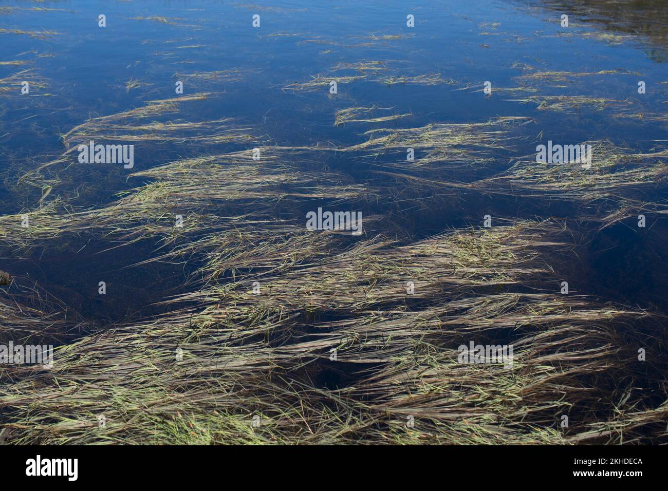 Green grass found under water as a nature background texture Stock ...