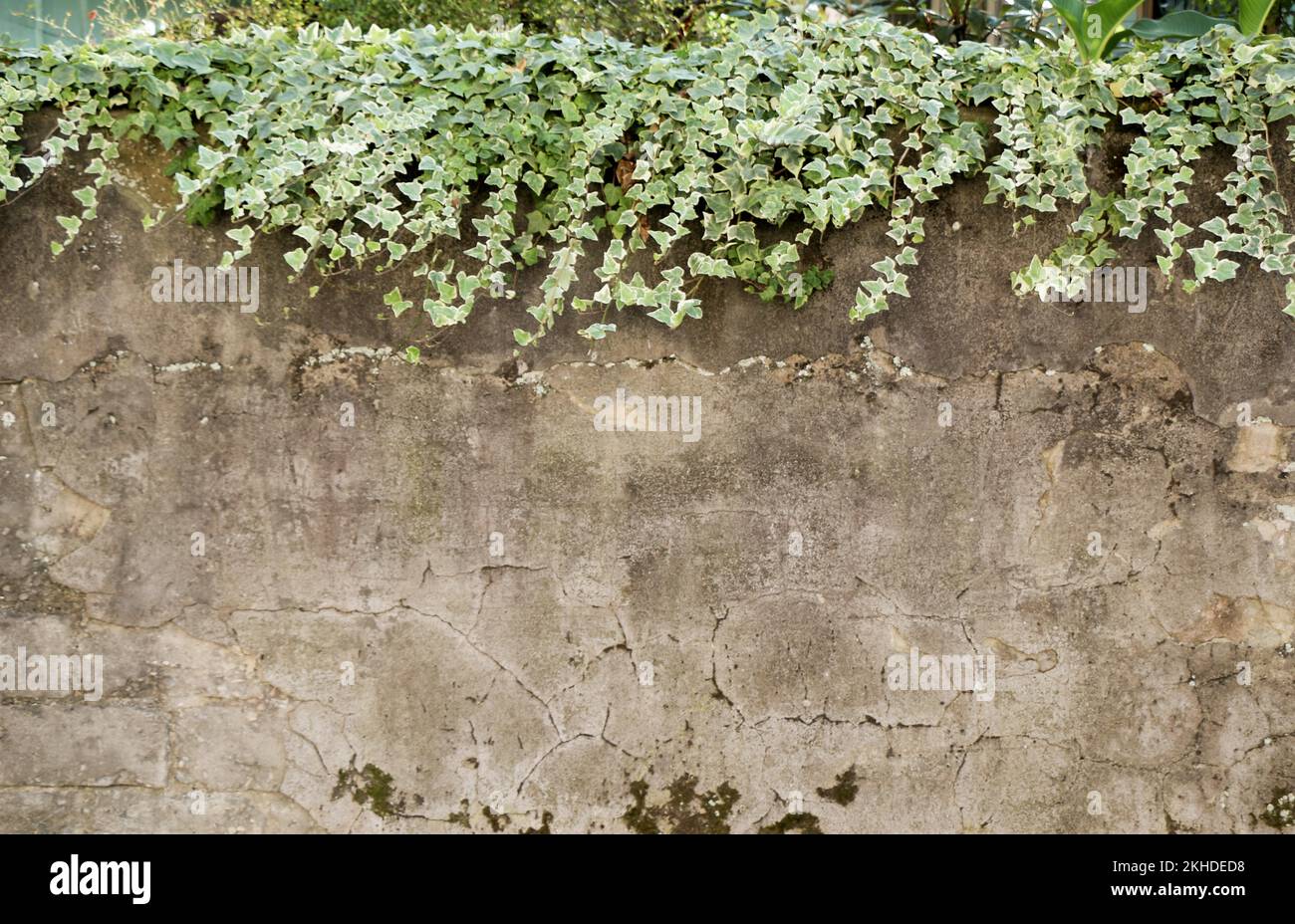 Green leaves of the spring season Stock Photo - Alamy