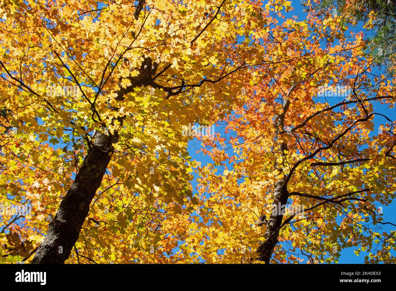 Bigtooth Maple (Acer grandidentatum Stock Photo - Alamy