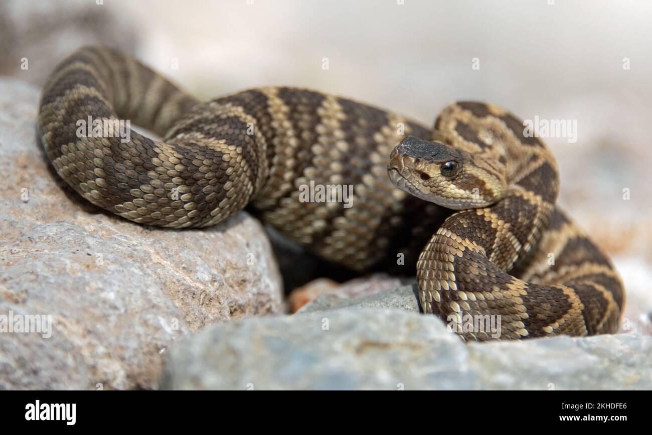 Juvenile Black-tailed Rattlesnake (Crotalus molossus) with full belly ...