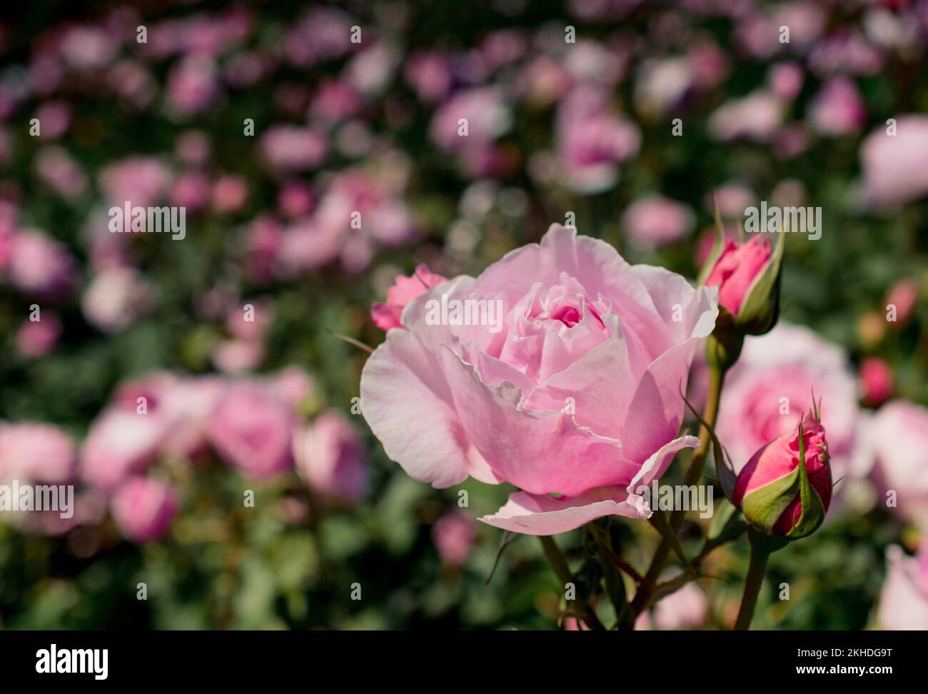 Beautiful colorful Rose Flower on garden background Stock Photo - Alamy