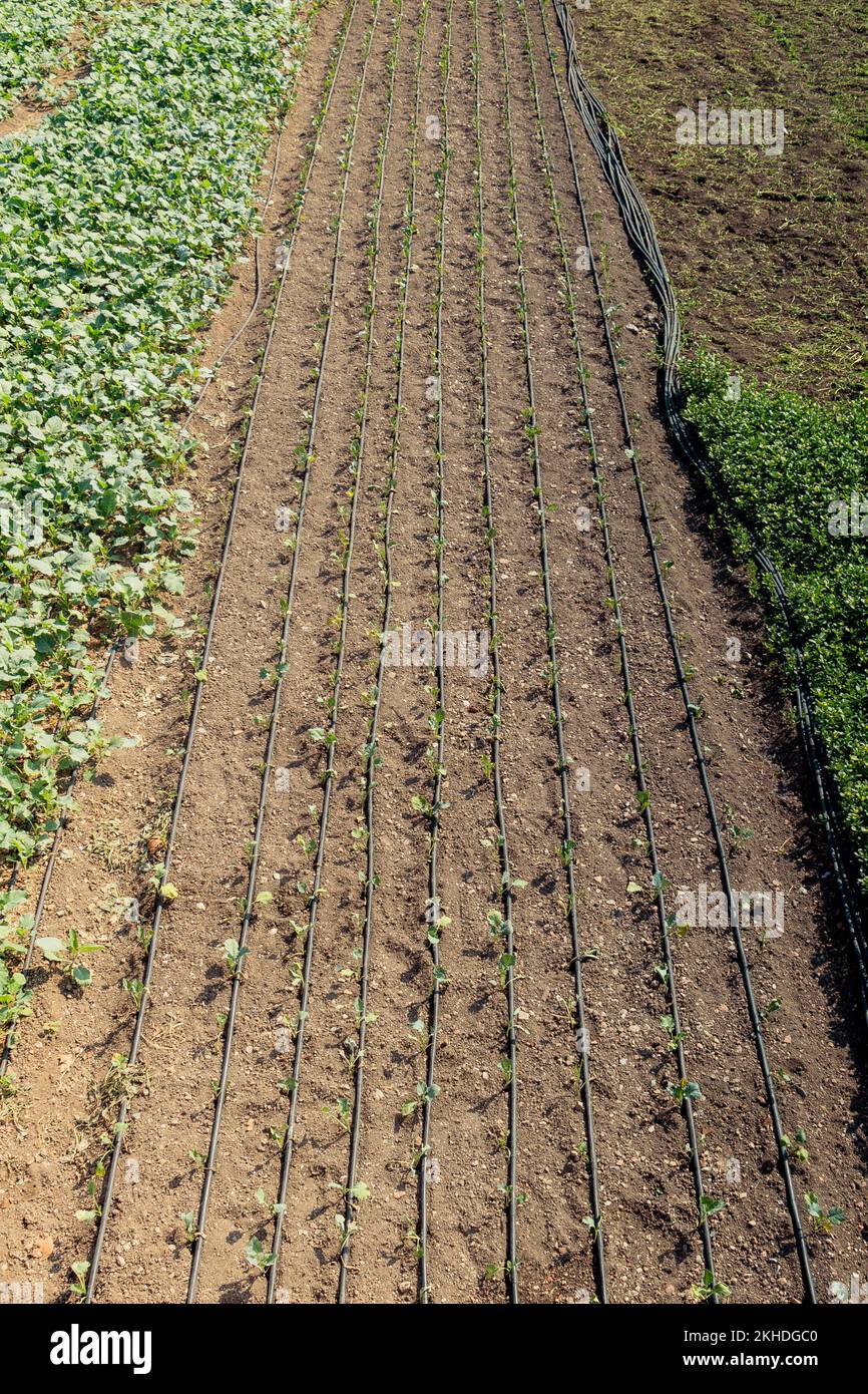 Irrigation system using sprinklers in a cultivated field for Watering ...