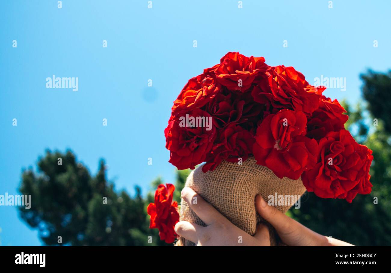 Beautiful fresh roses wrapped with canvas in hand Stock Photo - Alamy