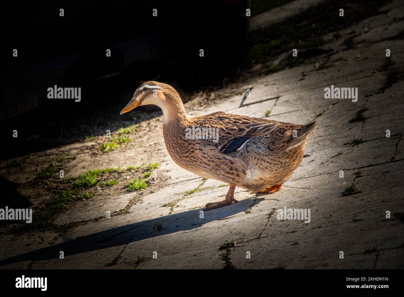 Domestic duck walking in their field Stock Photo - Alamy