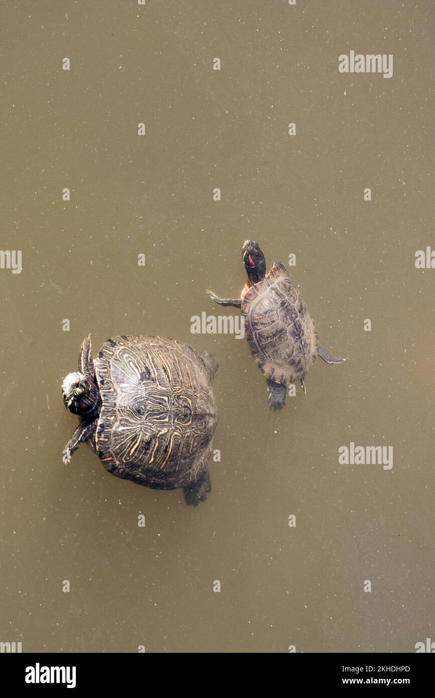 Twol turtles swimming in a small lake Stock Photo - Alamy